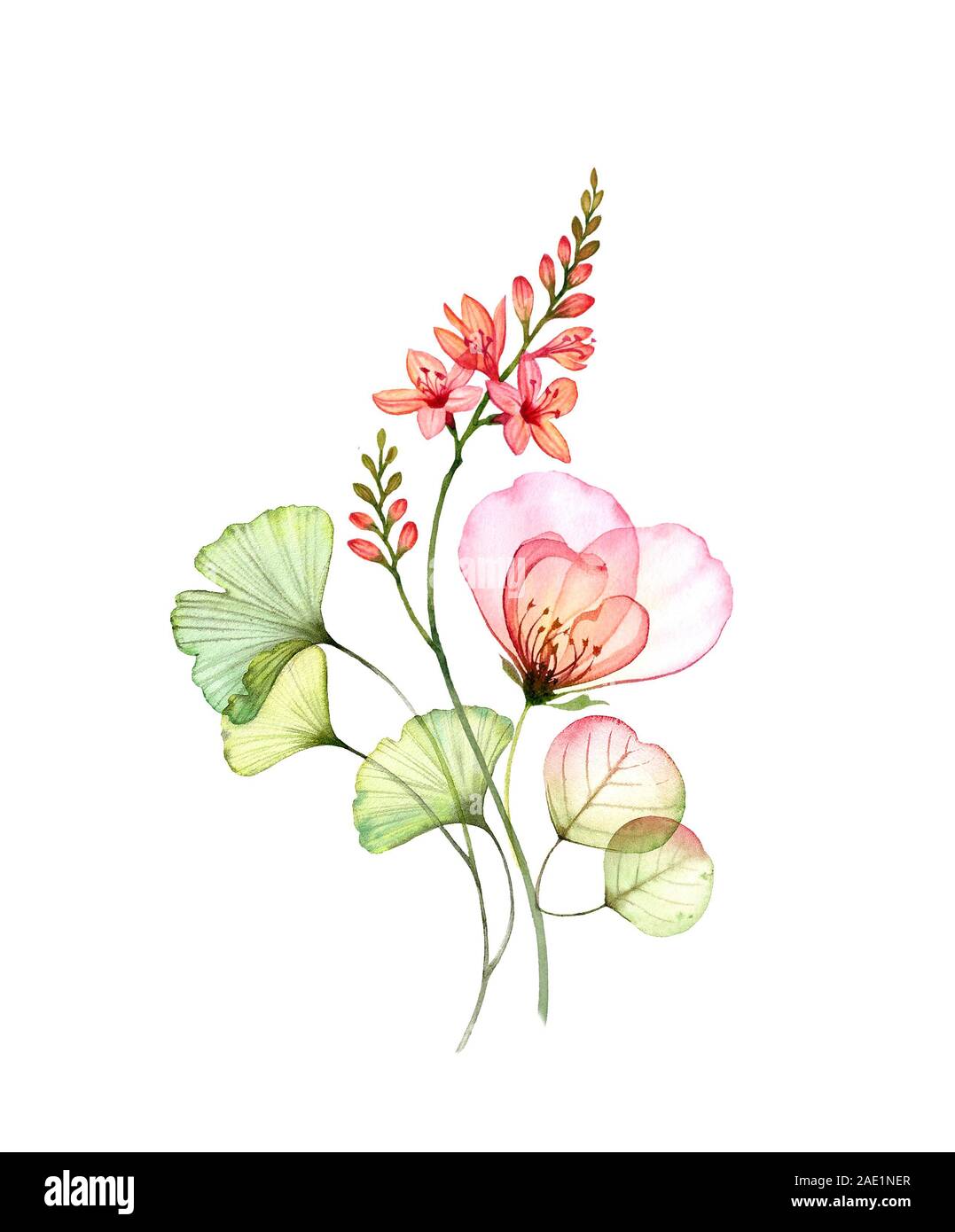 Aquarelle rose transparent et de freesia fleurs bouquet. Composition ...
