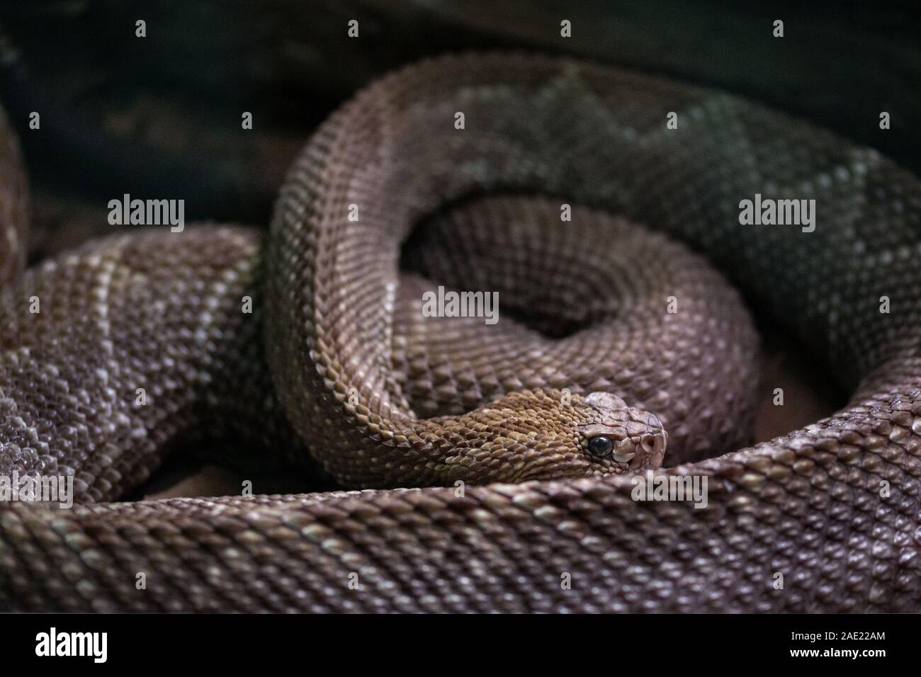 Crotale brésilien Banque de photographies et d’images à haute ...