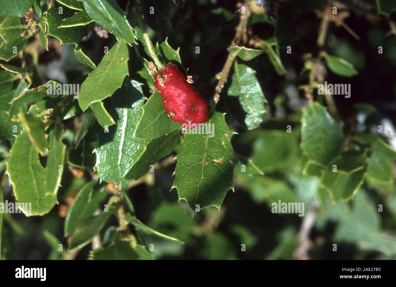 Kermes oak Banque de photographies et d’images à haute résolution - Alamy