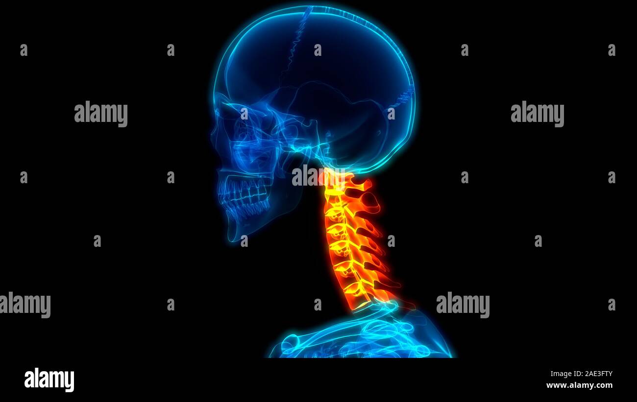 La colonne vertébrale cervicale du squelette humain Anatomie du système ...