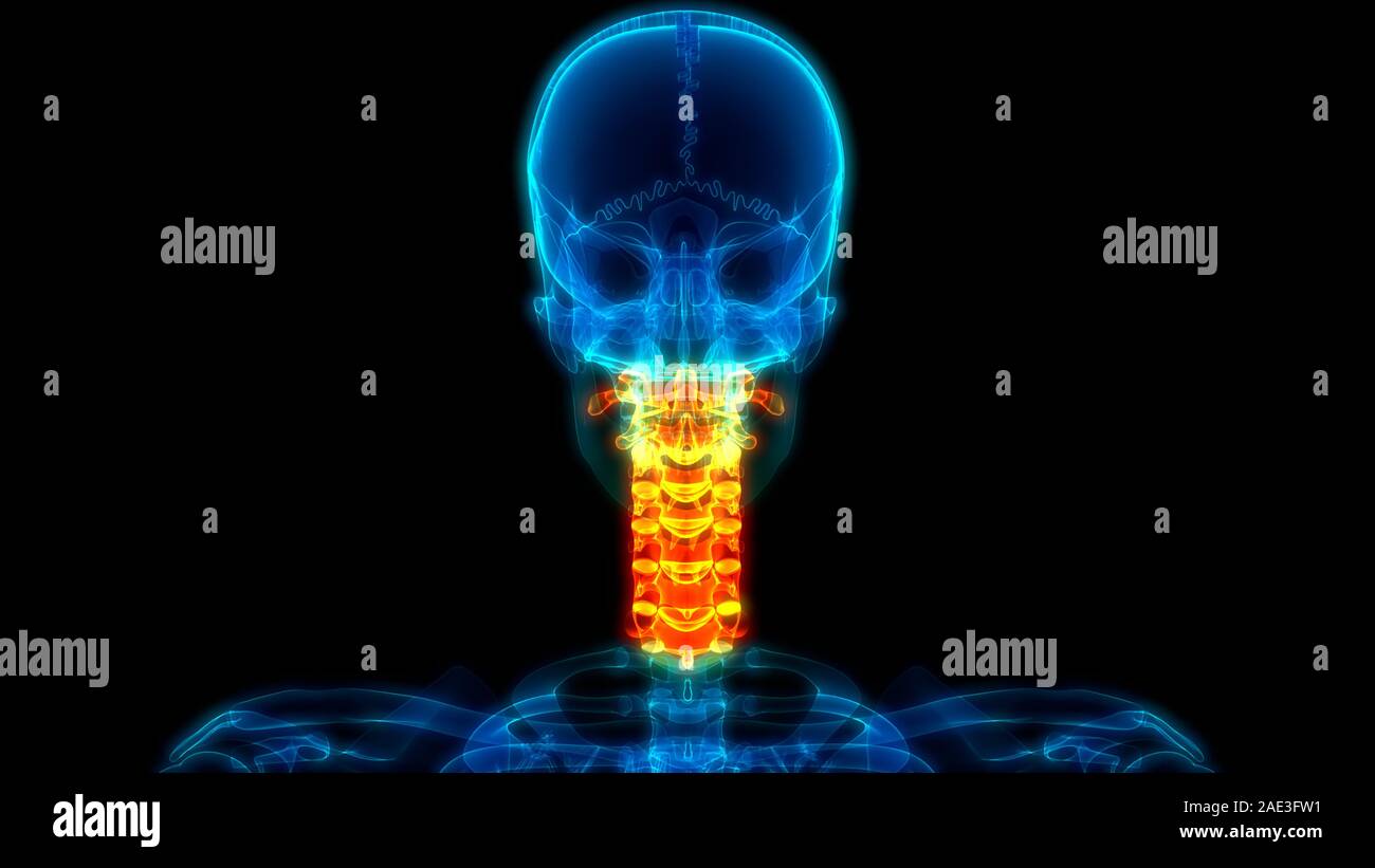 La colonne vertébrale cervicale du squelette humain Anatomie du système ...