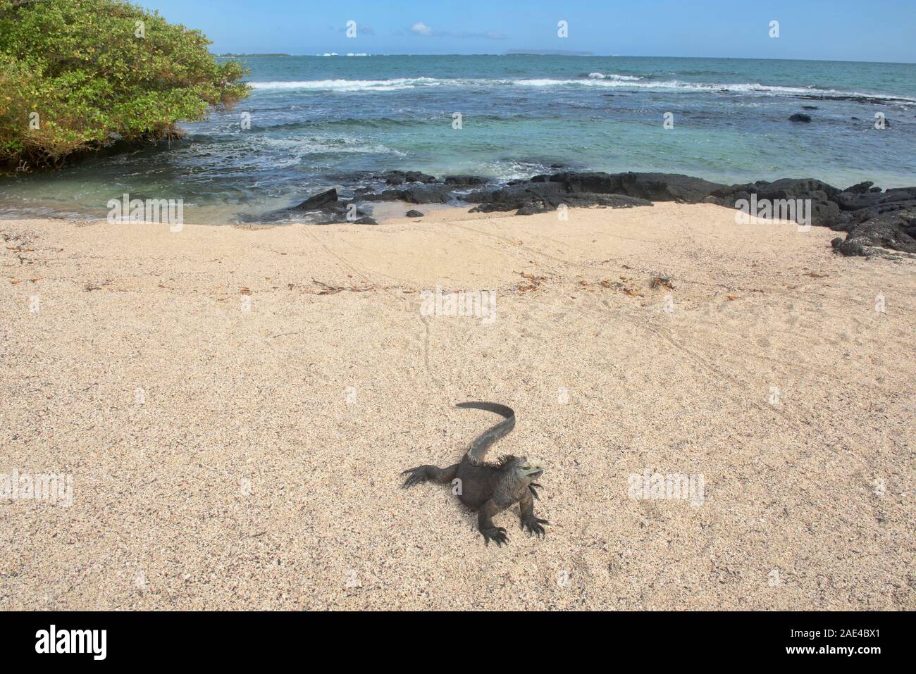 Iguane marin des galapagos Banque de photographies et d’images à haute ...
