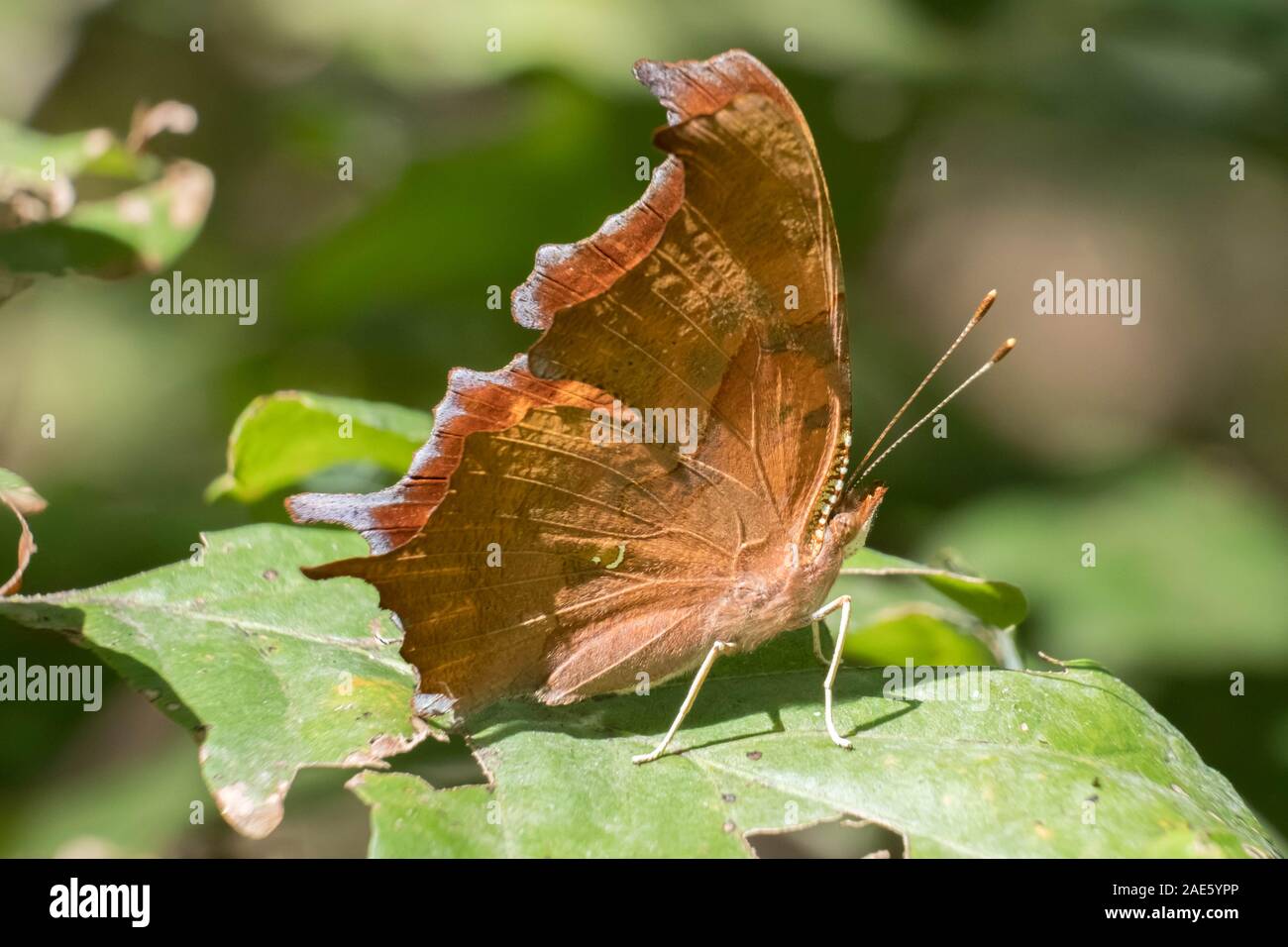 Un point d'interrogation de perchoirs papillon sur une feuille à l ...