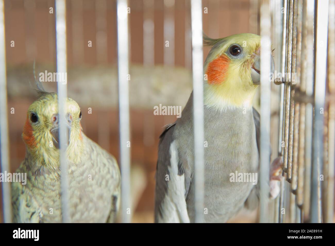 Les perruches . Ondulé Vert perroquet est assis dans une cage . Rosy ...