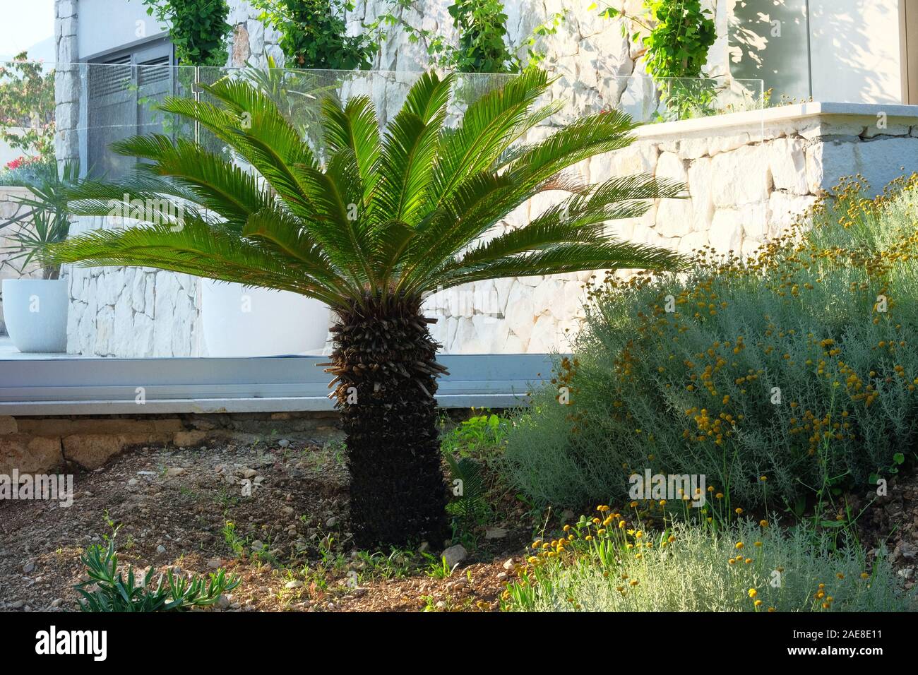 Cycas revoluta palm Banque de photographies et d’images à haute ...
