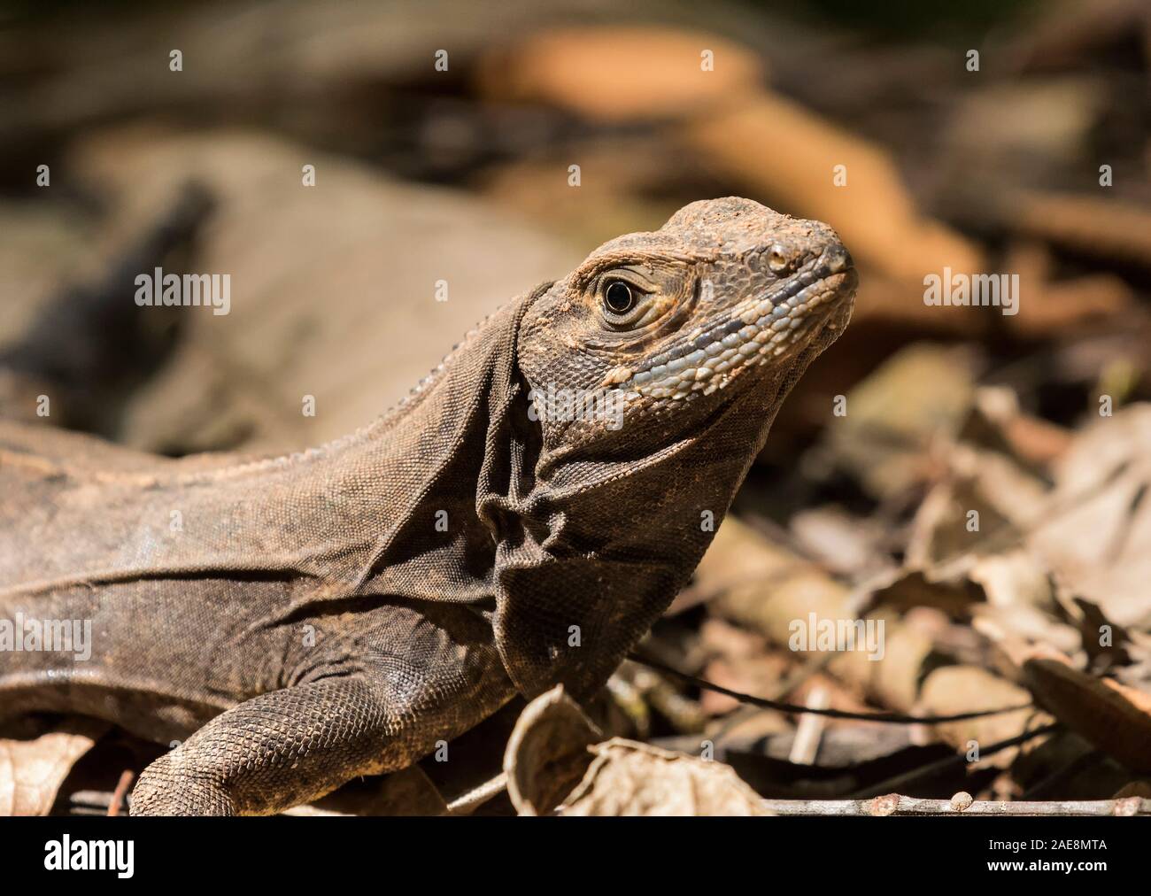 Iguane à queue épineuse noire Banque de photographies et d’images à ...