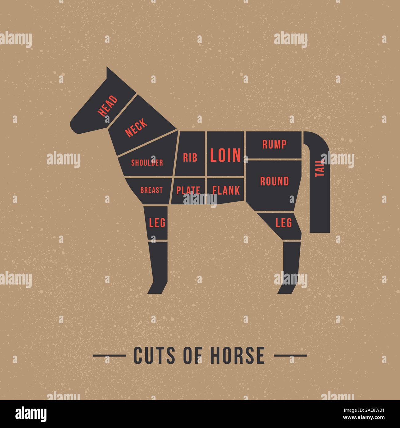 Le schéma de la coupe d'un cheval pris dans un vecteur Image ...