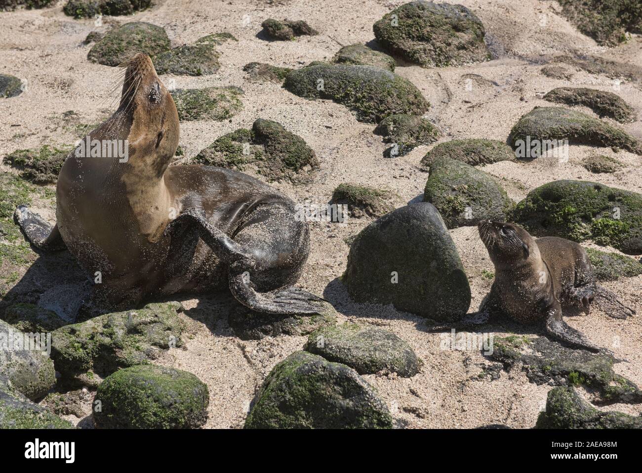 Lion de mer maman Banque de photographies et d’images à haute ...