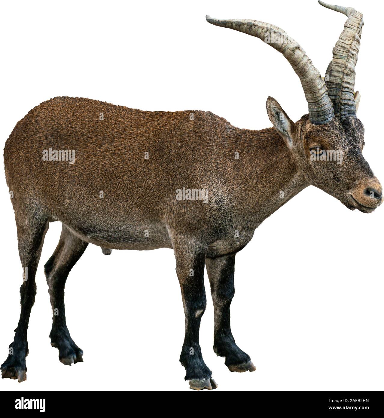 Chevre du rove Banque de photographies et d’images à haute résolution ...