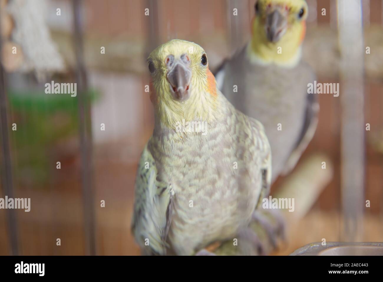 Les perruches . Ondulé Vert perroquet est assis dans une cage . Rosy ...