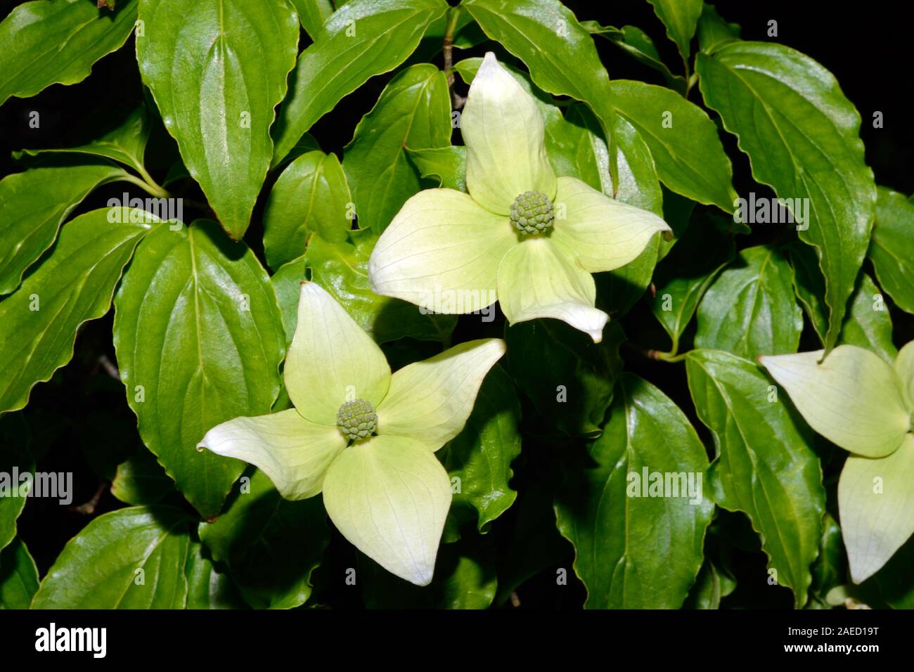 Cornus kousa dogwood flowering dogwood Banque de photographies et d ...