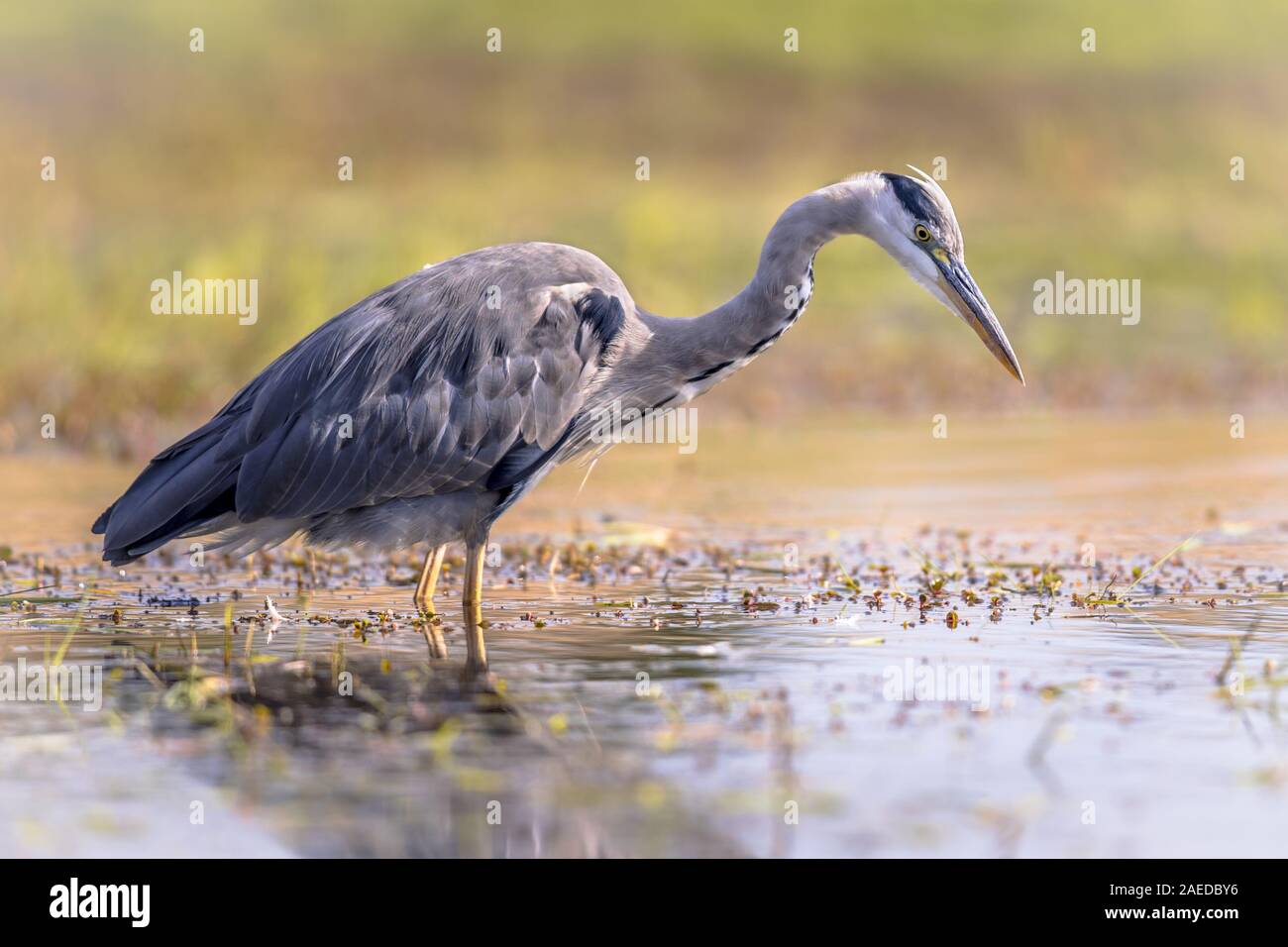 Héron cendré (Ardea cinerea) échassier la chasse aux poissons en zone ...