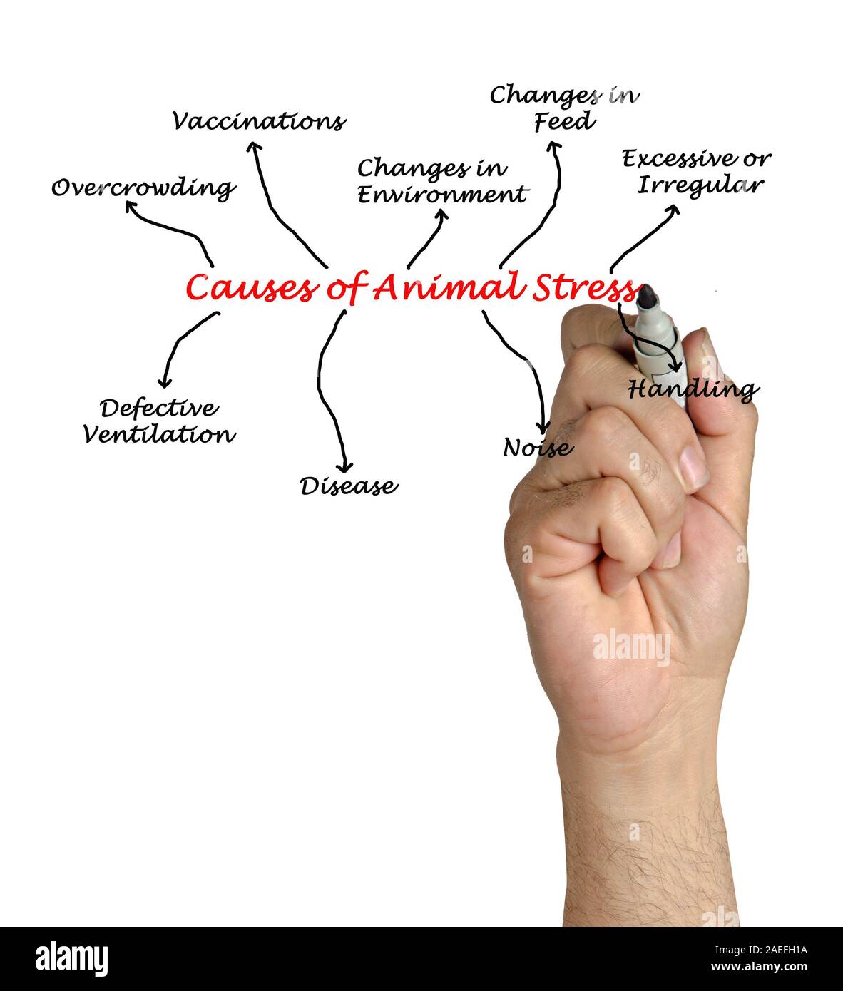 Causes animales Banque de photographies et d’images à haute résolution - Alamy