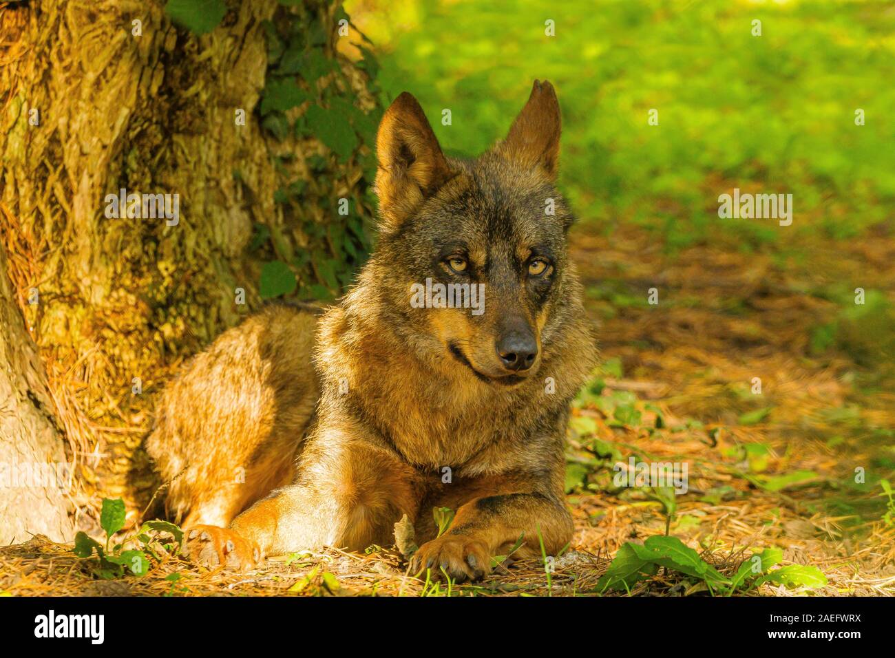 Iberian wolf cubs Banque de photographies et d’images à haute ...