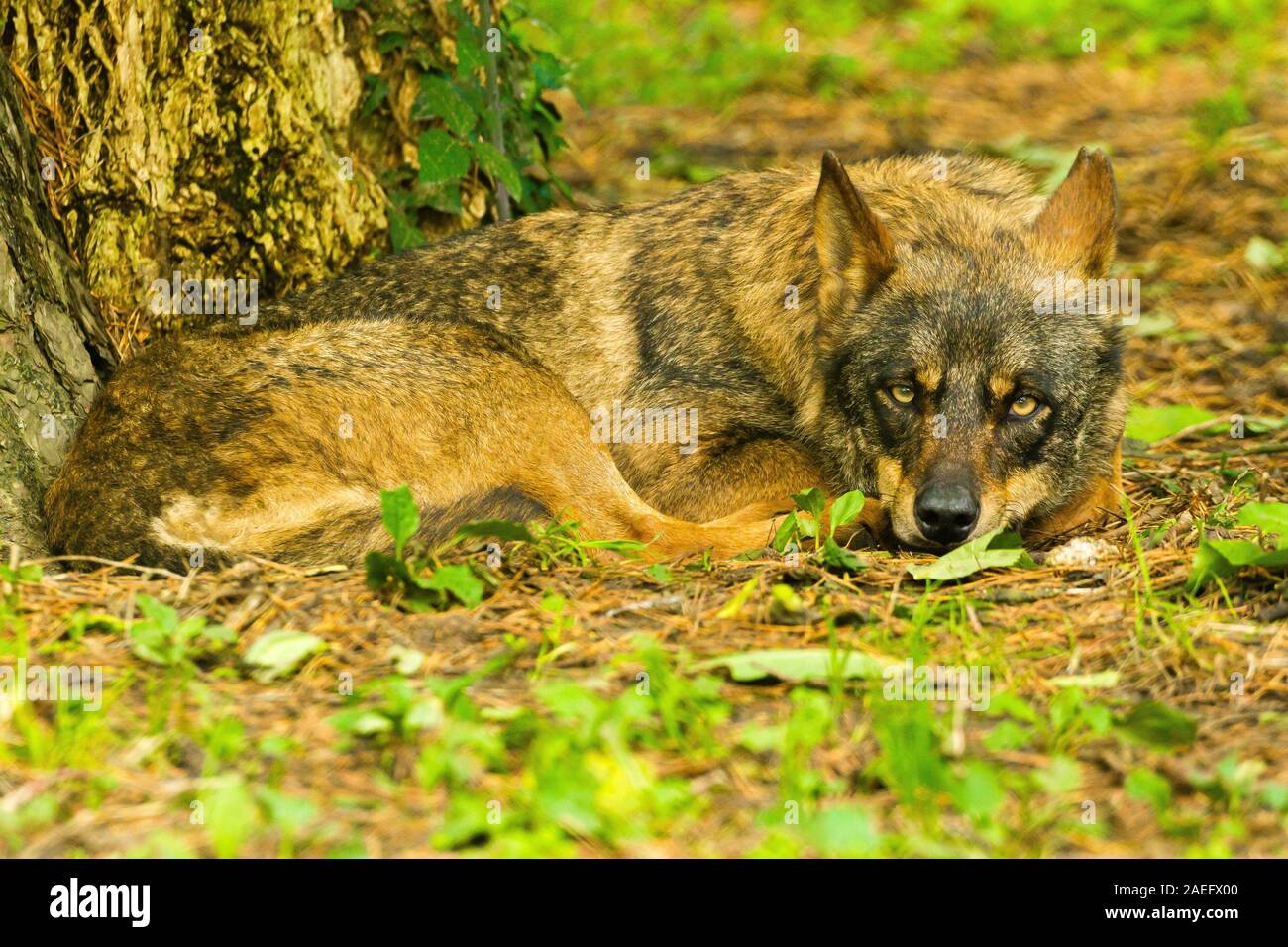 Iberian wolf cubs Banque de photographies et d’images à haute ...