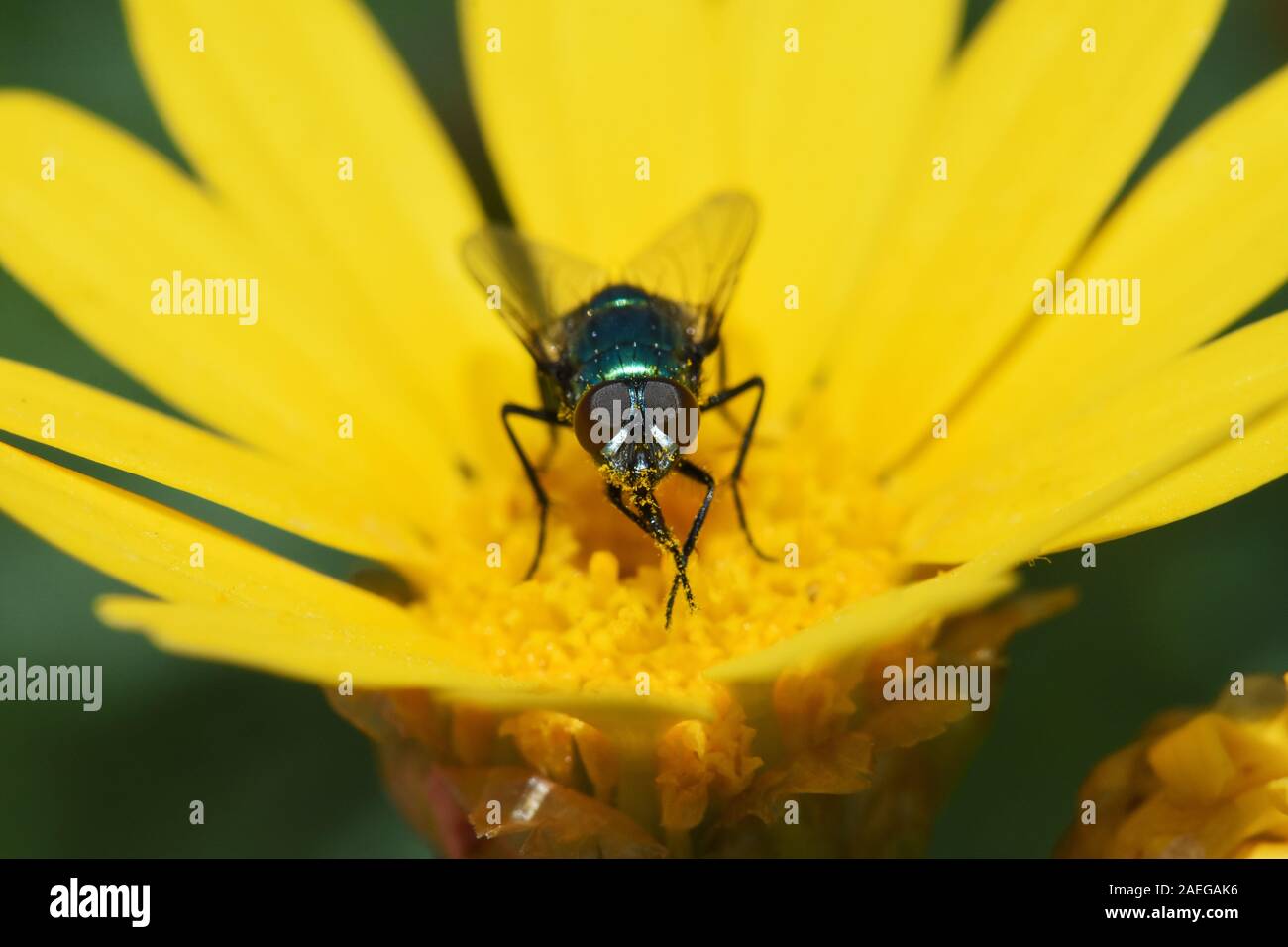 Pollinisation des fleurs par les moustiques Banque de photographies et ...