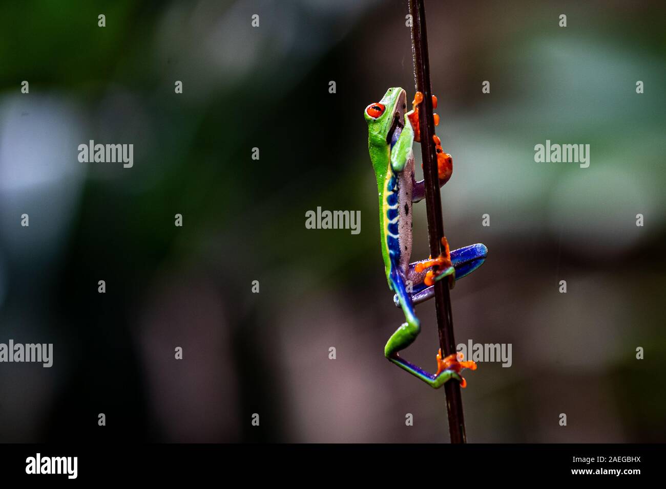 Grenouilles feuillage yeux rouges Banque de photographies et d’images à ...