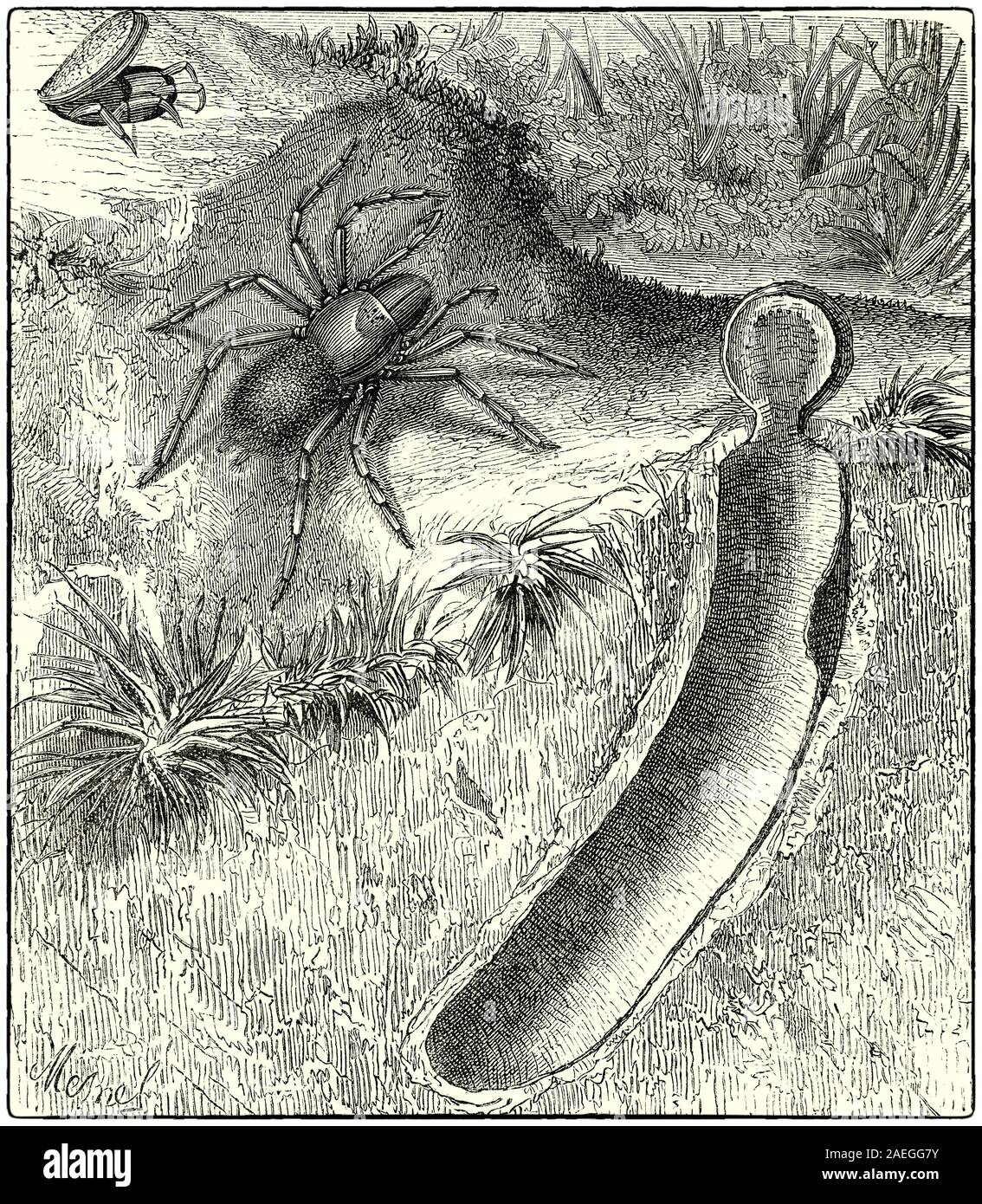 L'objet de fouilles soigneusement le logement du Mason (araignée Mygale ...