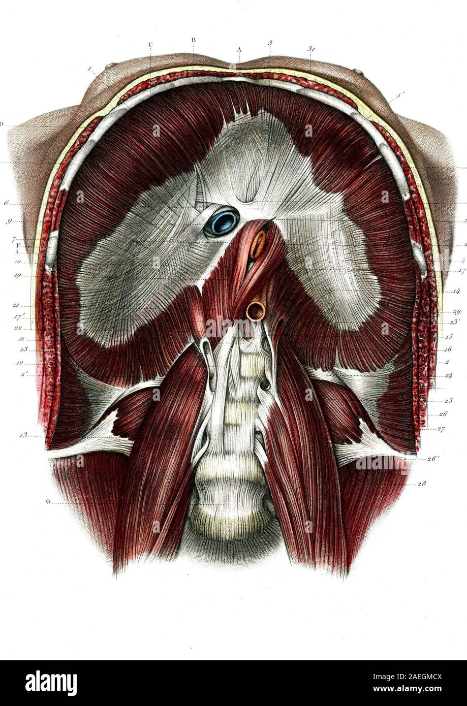 Abdominal Organs Banque d'image et photos - Alamy