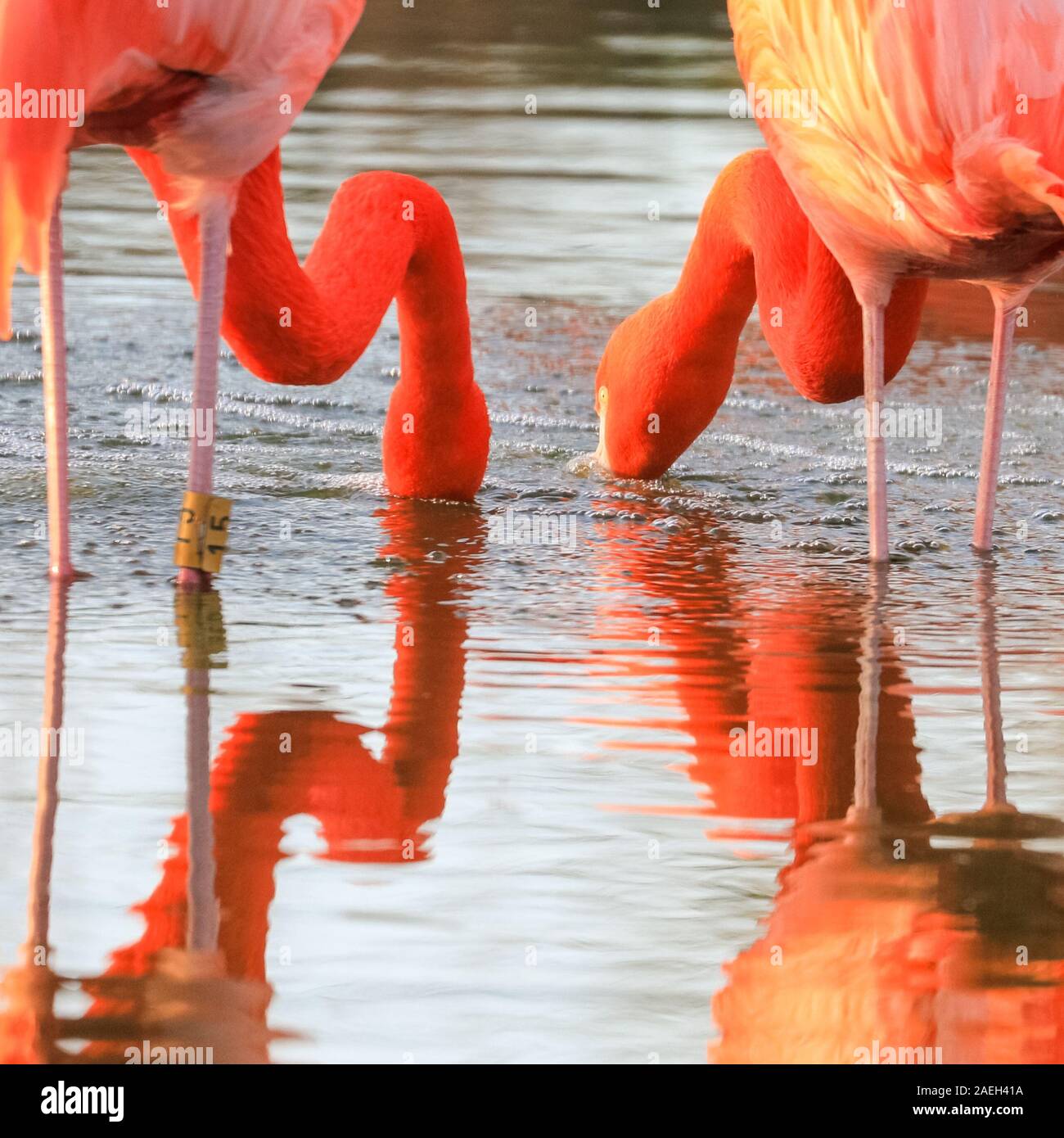 Flamants roses Banque de photographies et d’images à haute résolution ...