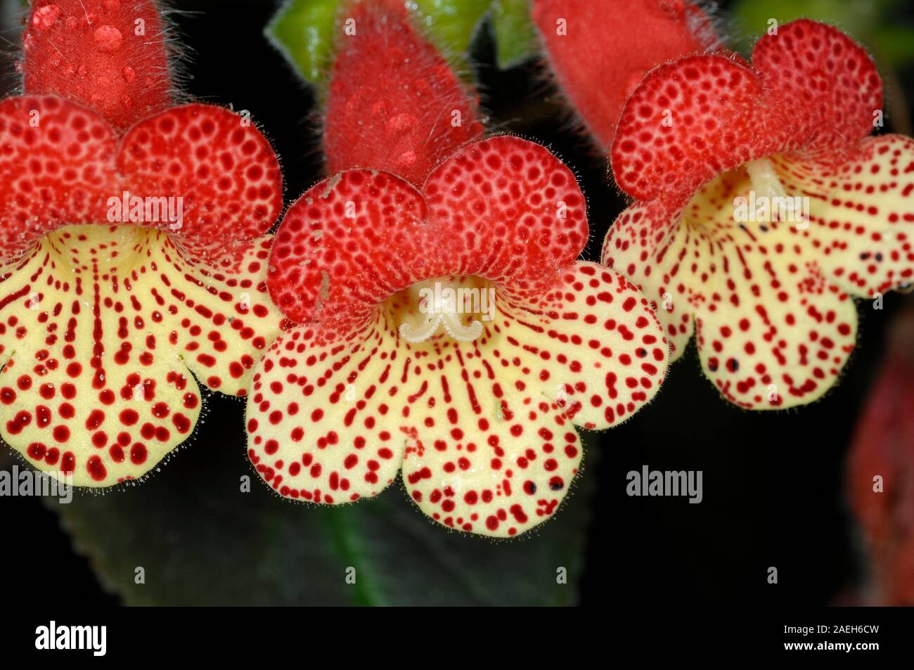 Fleurs rouges de gloxinia Banque de photographies et d’images à haute ...