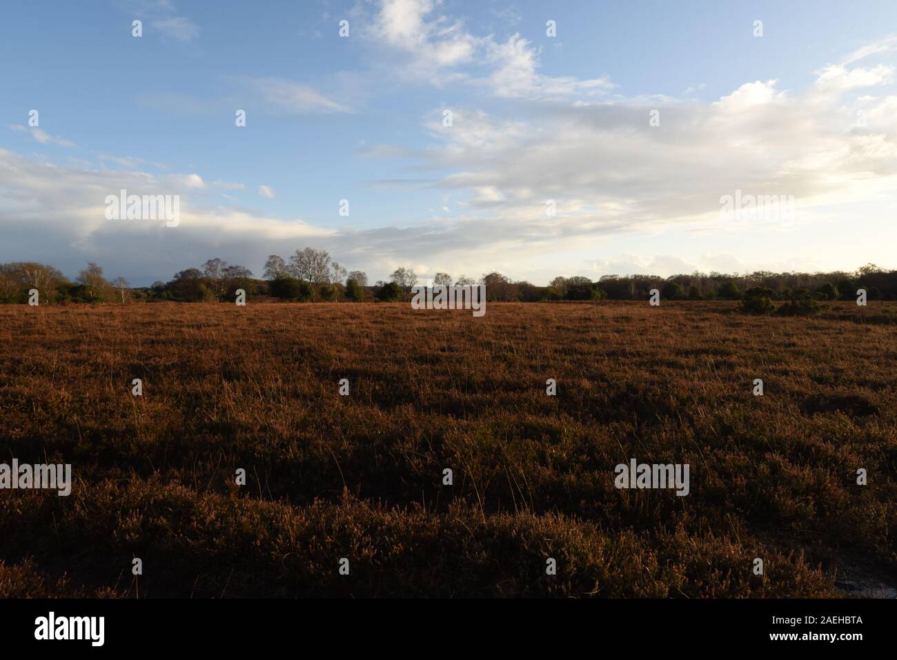 New forest national park Banque de photographies et d’images à haute ...