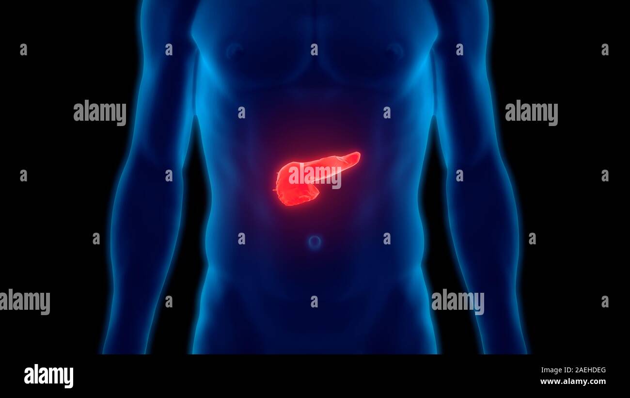 Les droits de l'anatomie du pancréas Organe digestif interne Photo ...
