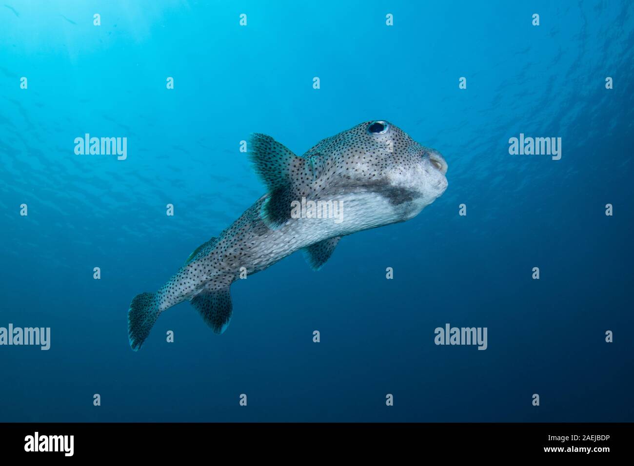 Aileron de poisson Banque de photographies et d’images à haute ...