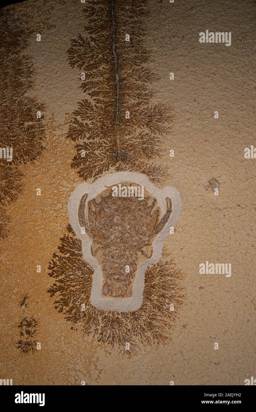 Eryon arctiformis Banque de photographies et d’images à haute ...