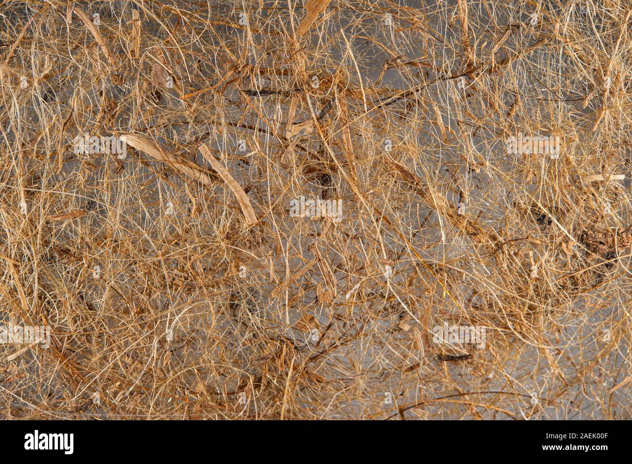 Mammuthus sp Banque de photographies et d’images à haute résolution - Alamy