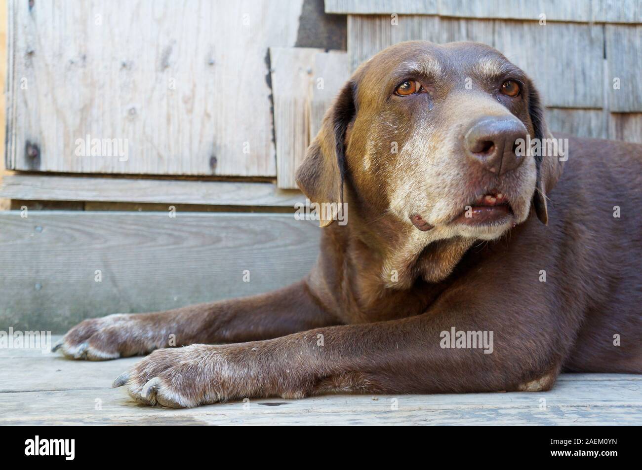 Tete labrador volant Banque de photographies et d’images à haute ...