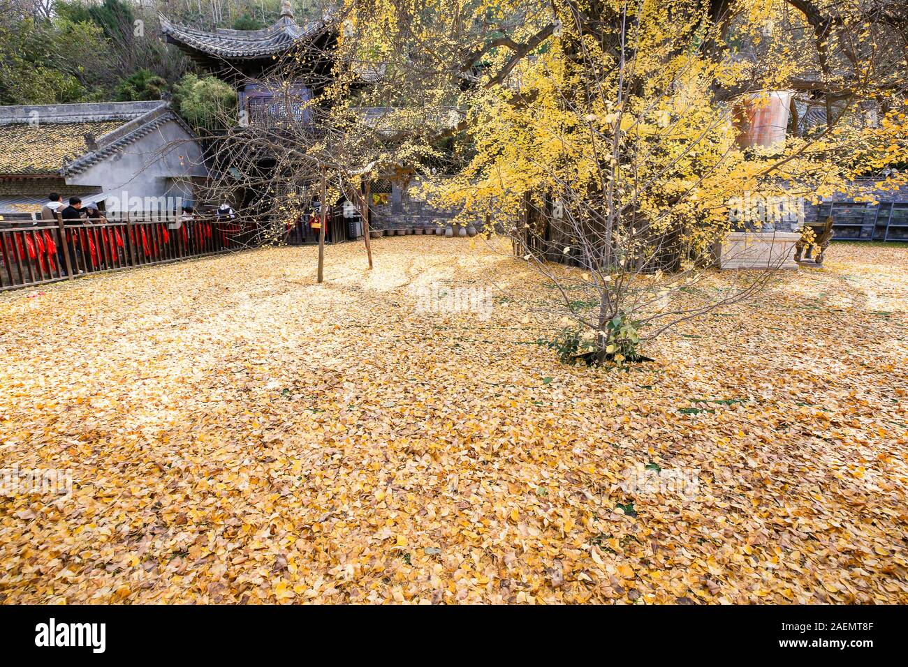 Le 1400-mille ans, l'arbre de ginkgo plantés par l'Empereur Taizong des ...