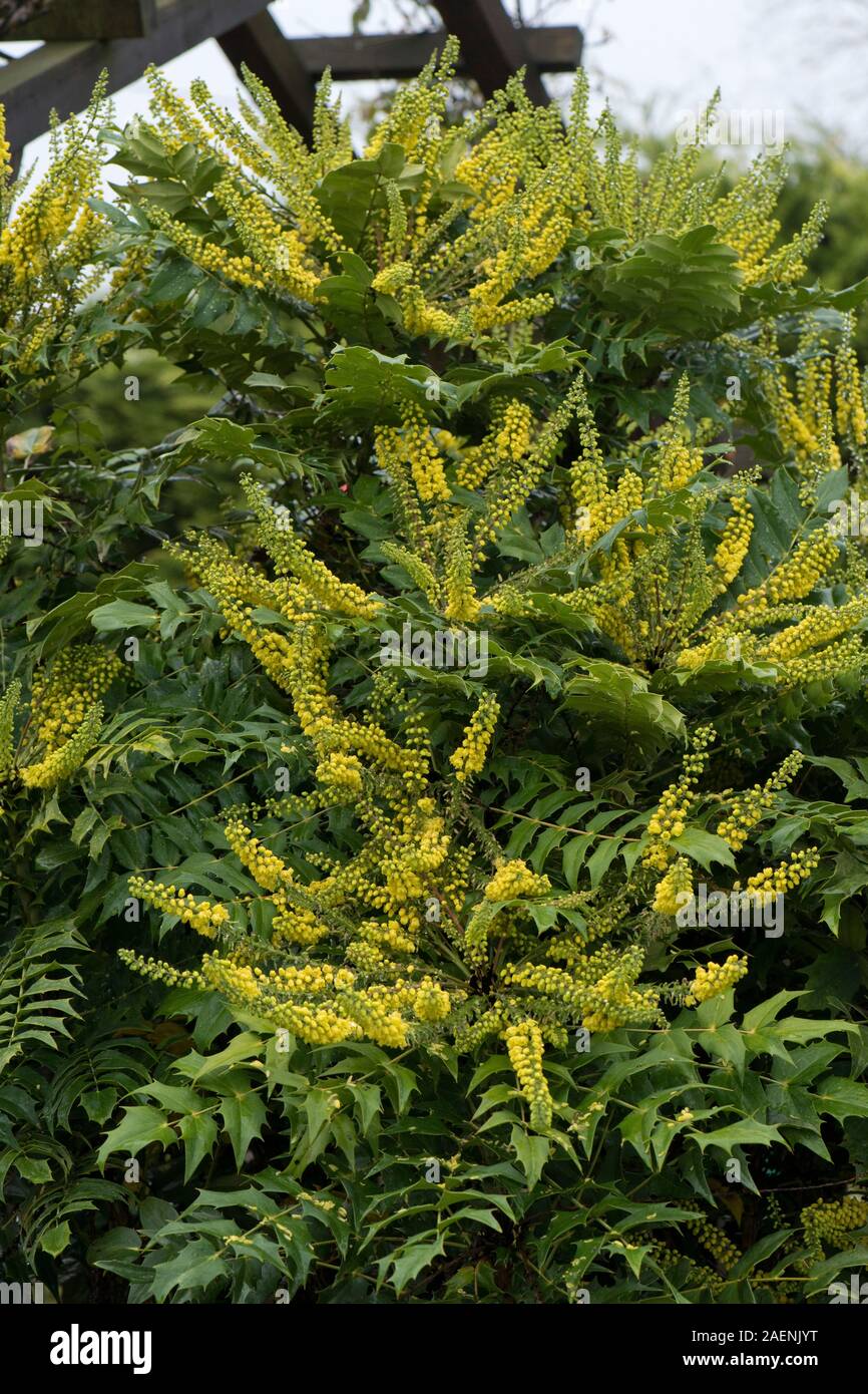 Arbuste à fleurs jaunes Banque de photographies et d’images à haute ...