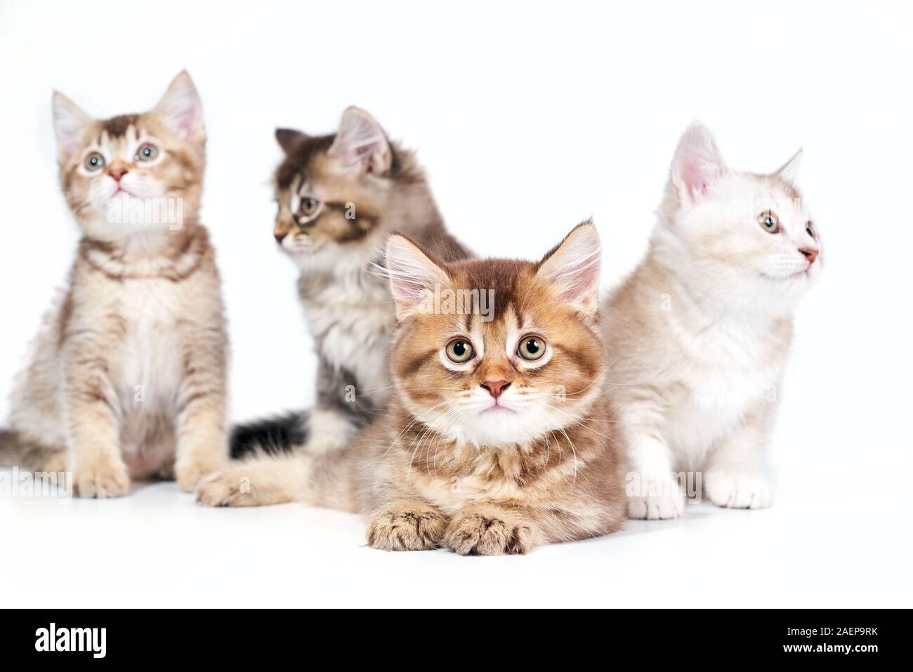 Vue avant du quatre chatons doux avec différentes couleurs de fourrure ...