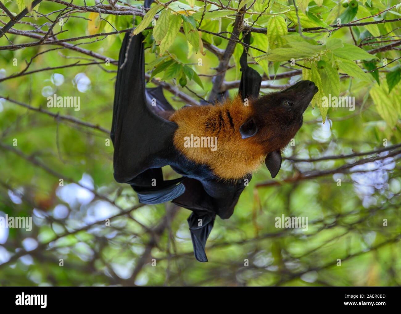 Batte de fruits Banque de photographies et d’images à haute résolution ...