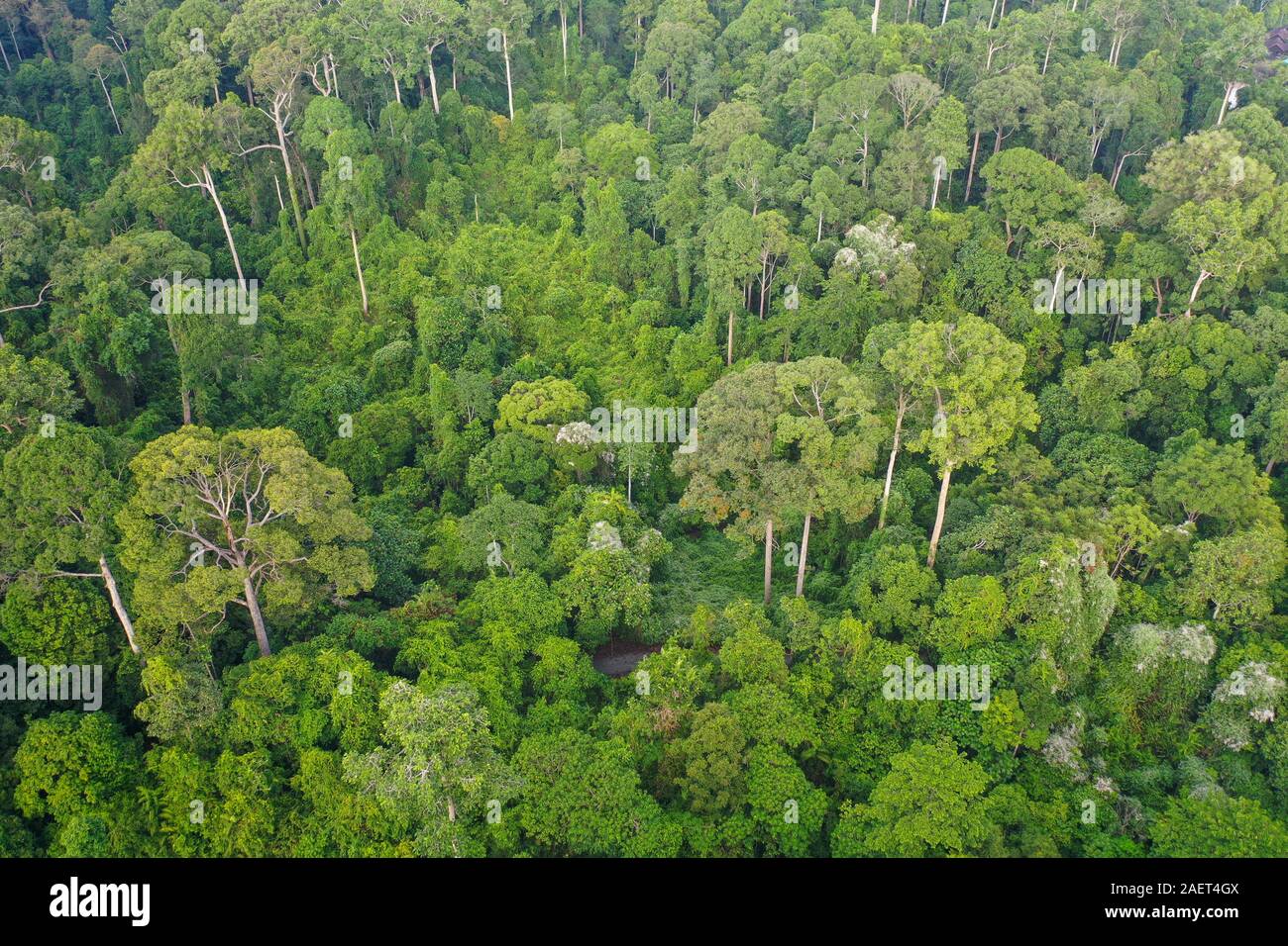 Borneo rainforest Banque de photographies et d’images à haute ...
