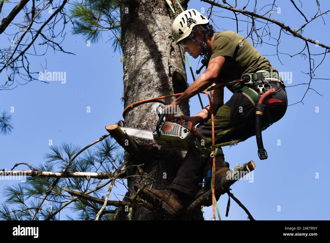 Cutting trees Banque de photographies et d’images à haute résolution ...