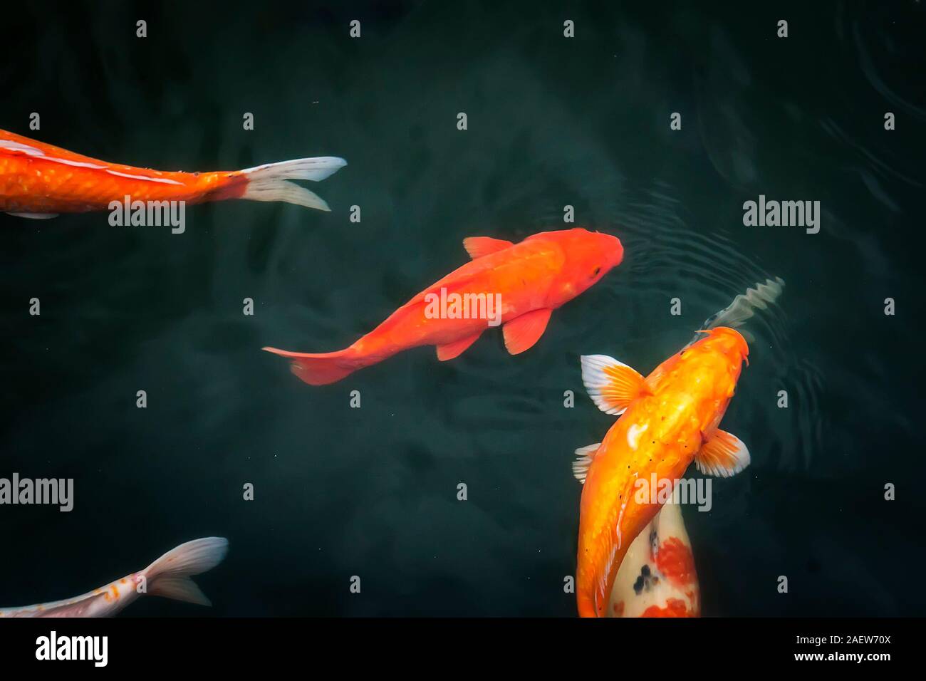 Poissons rouges fantaisie Banque de photographies et d’images à haute ...