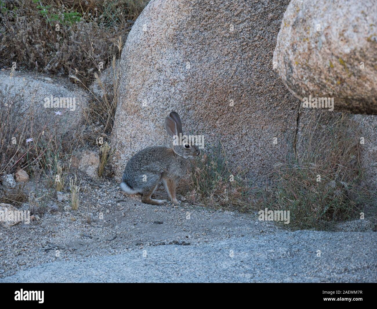 Lapin et fleurs sauvages Banque de photographies et d’images à haute résolution - Alamy