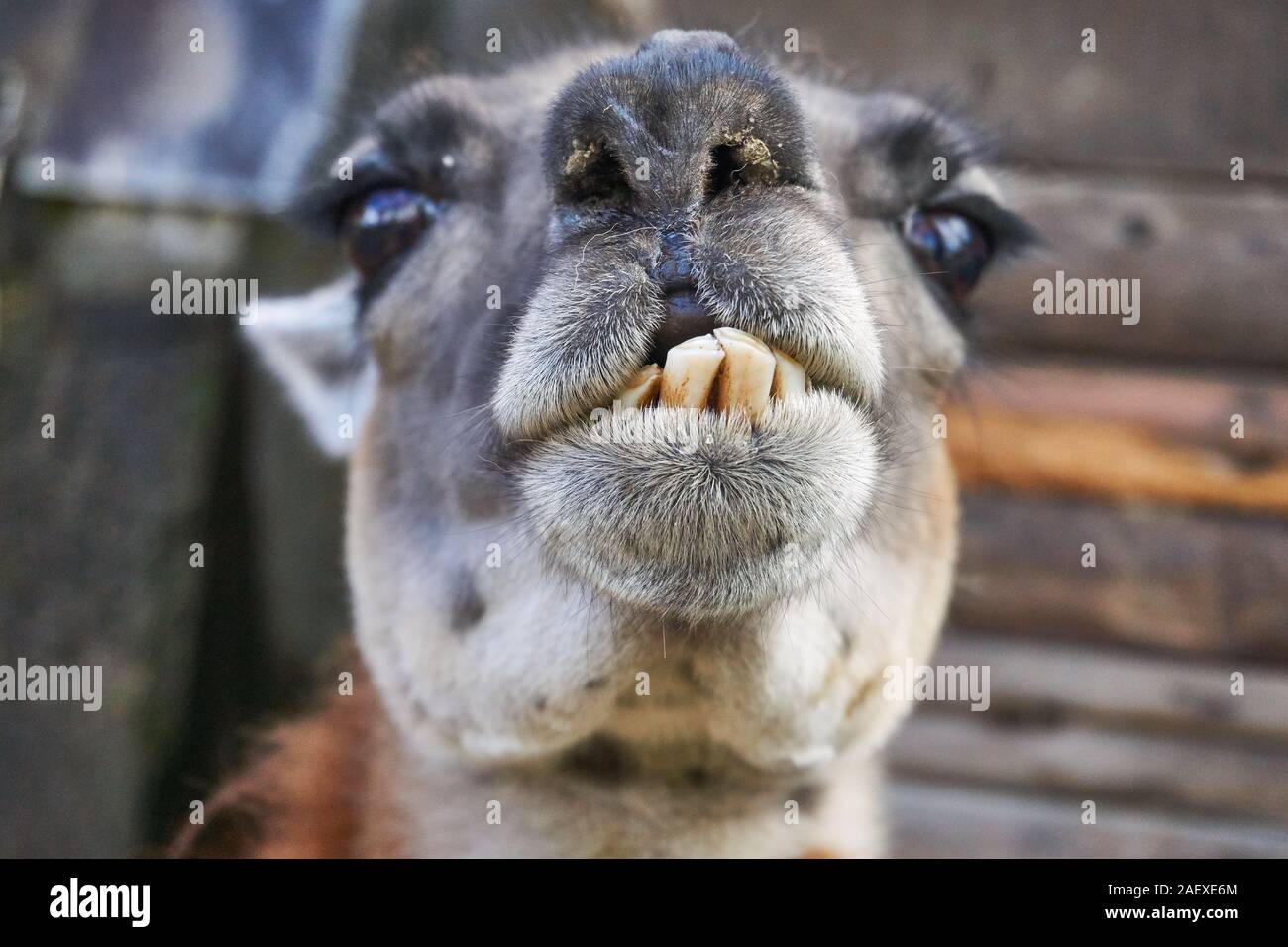 Lama teeth Banque de photographies et d’images à haute résolution - Alamy