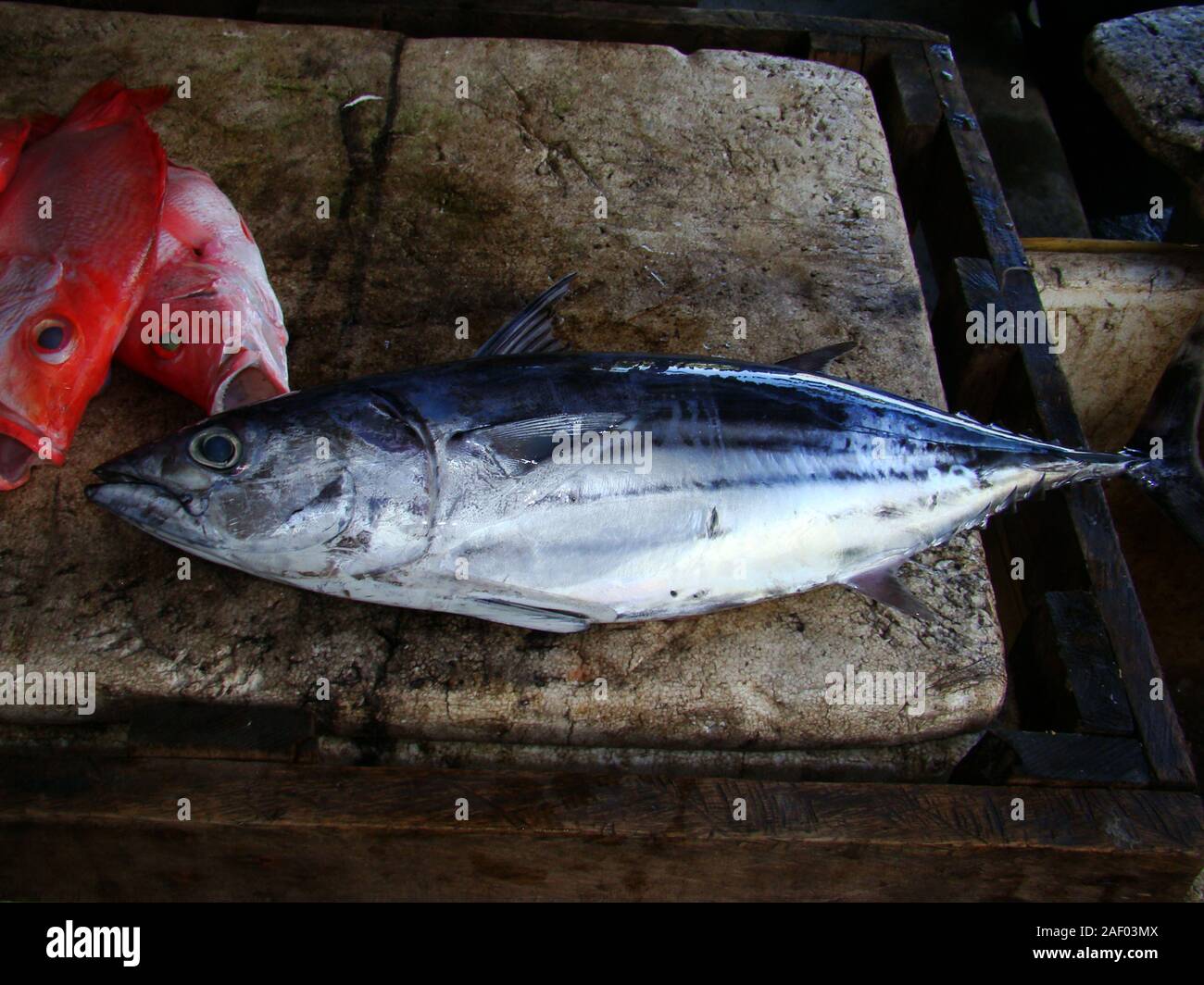 Katsuwonus pelamis Banque de photographies et d’images à haute ...