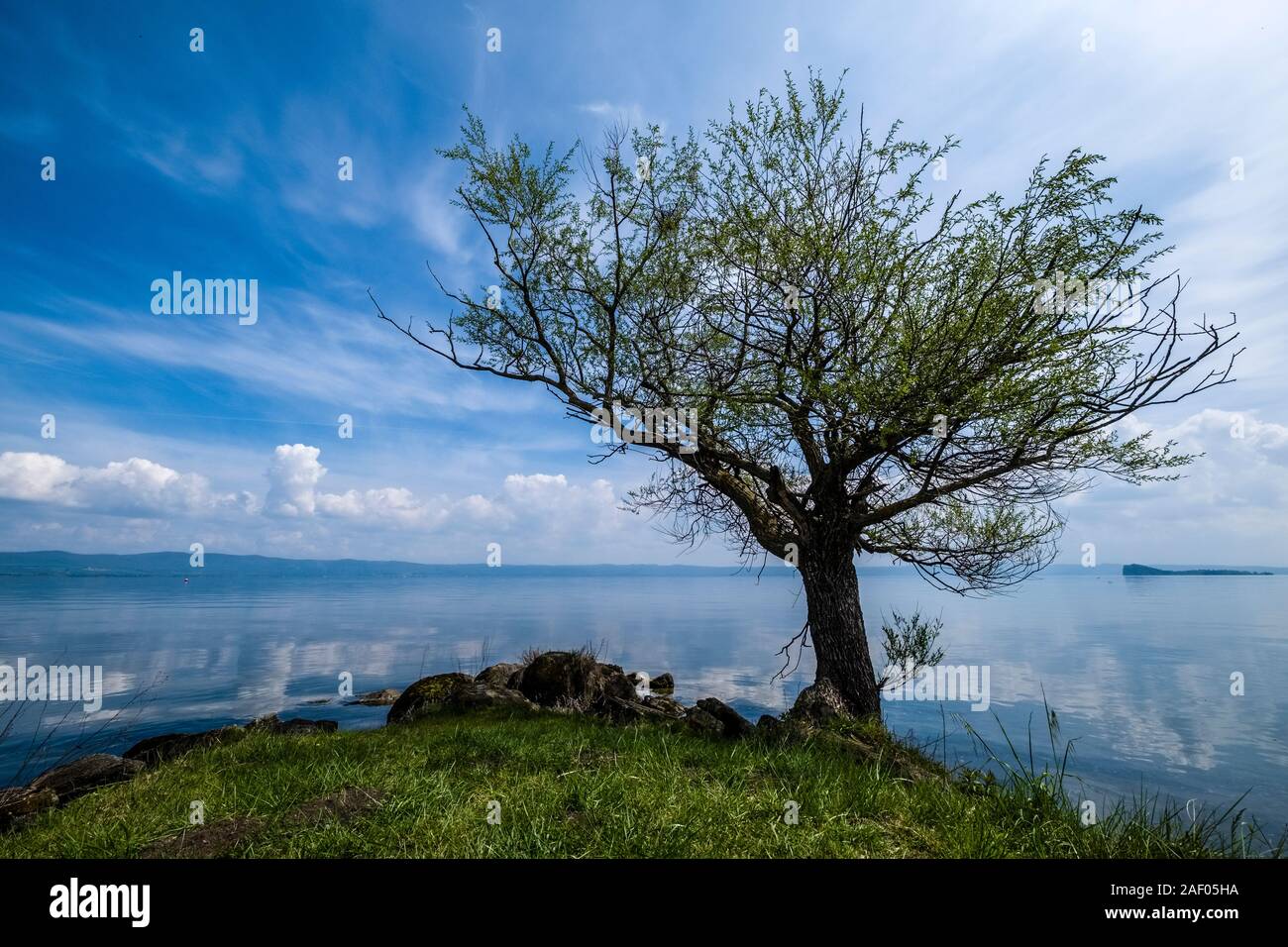 Un arbre solitaire Banque de photographies et d’images à haute ...