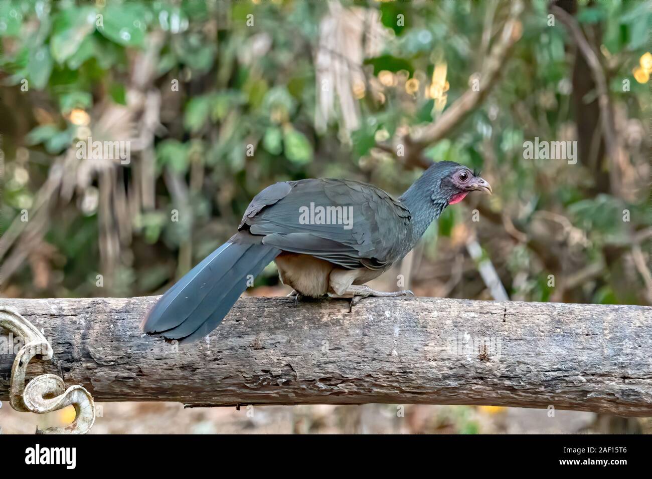 Chaco chachalaca ortalis canicollis Banque de photographies et d’images ...