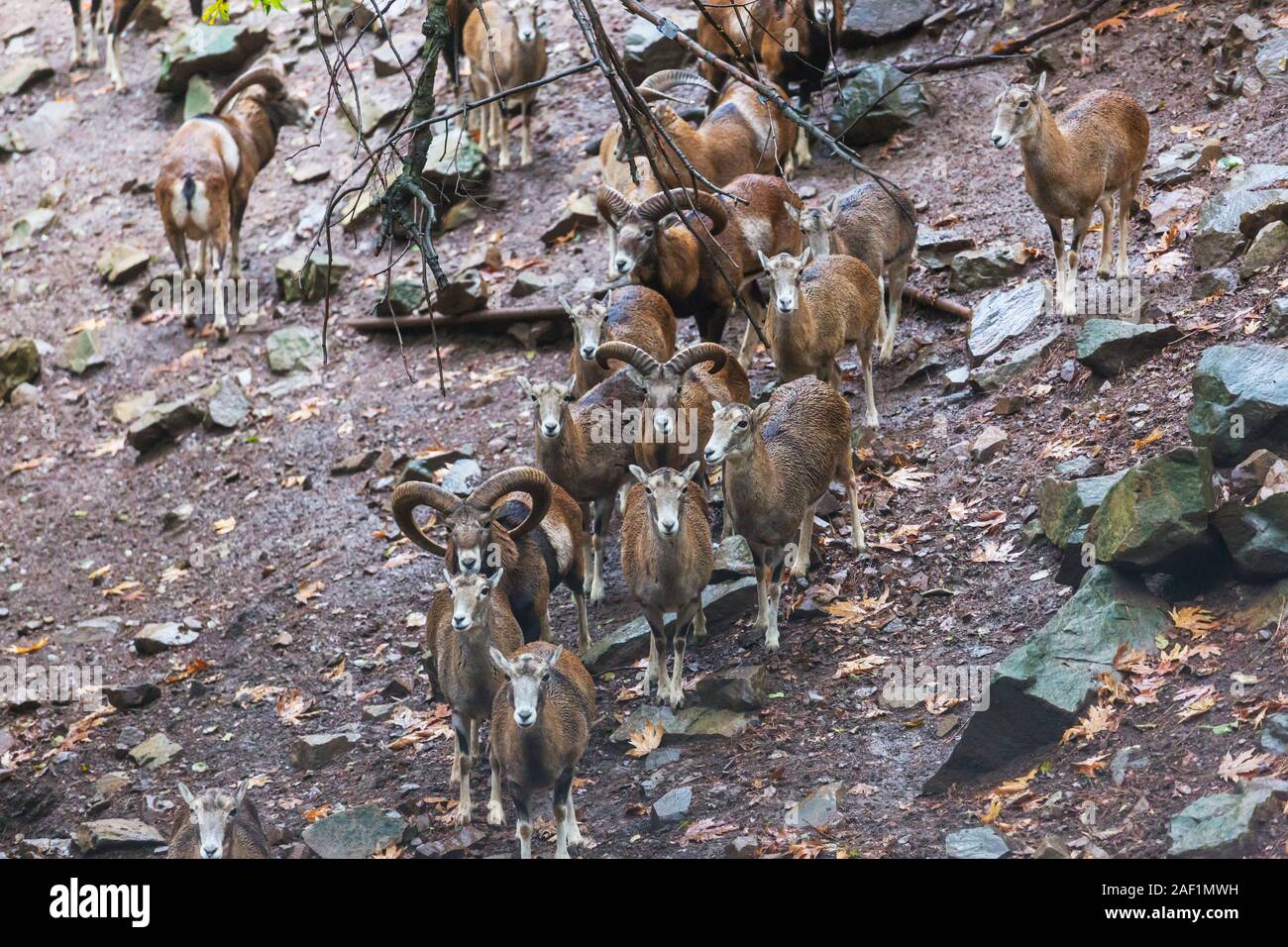 Chypre mouflon Banque de photographies et d’images à haute résolution ...