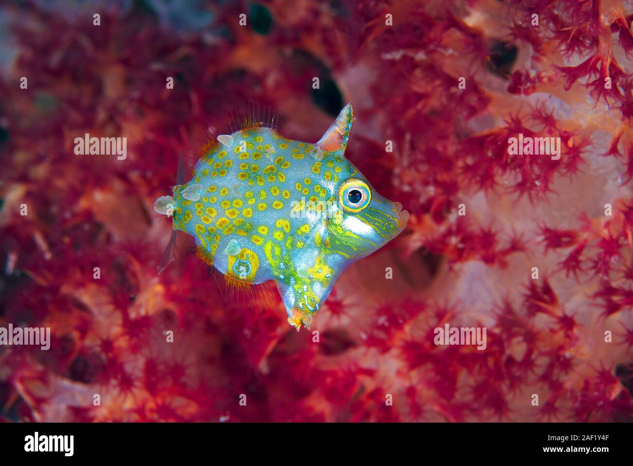 Poissons de la mer rouge Banque de photographies et d’images à haute ...
