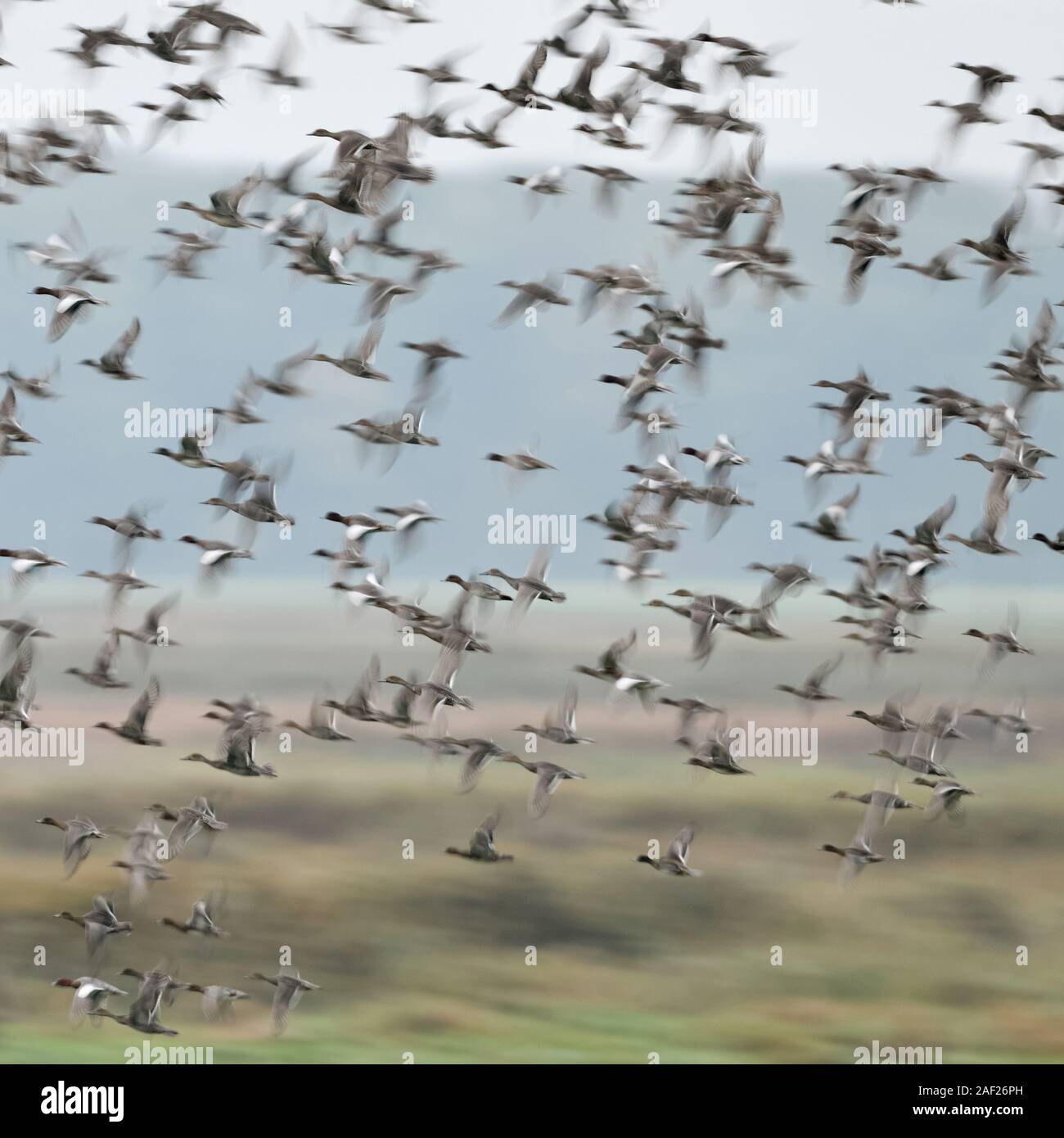 Canards migrateurs Banque de photographies et d’images à haute ...