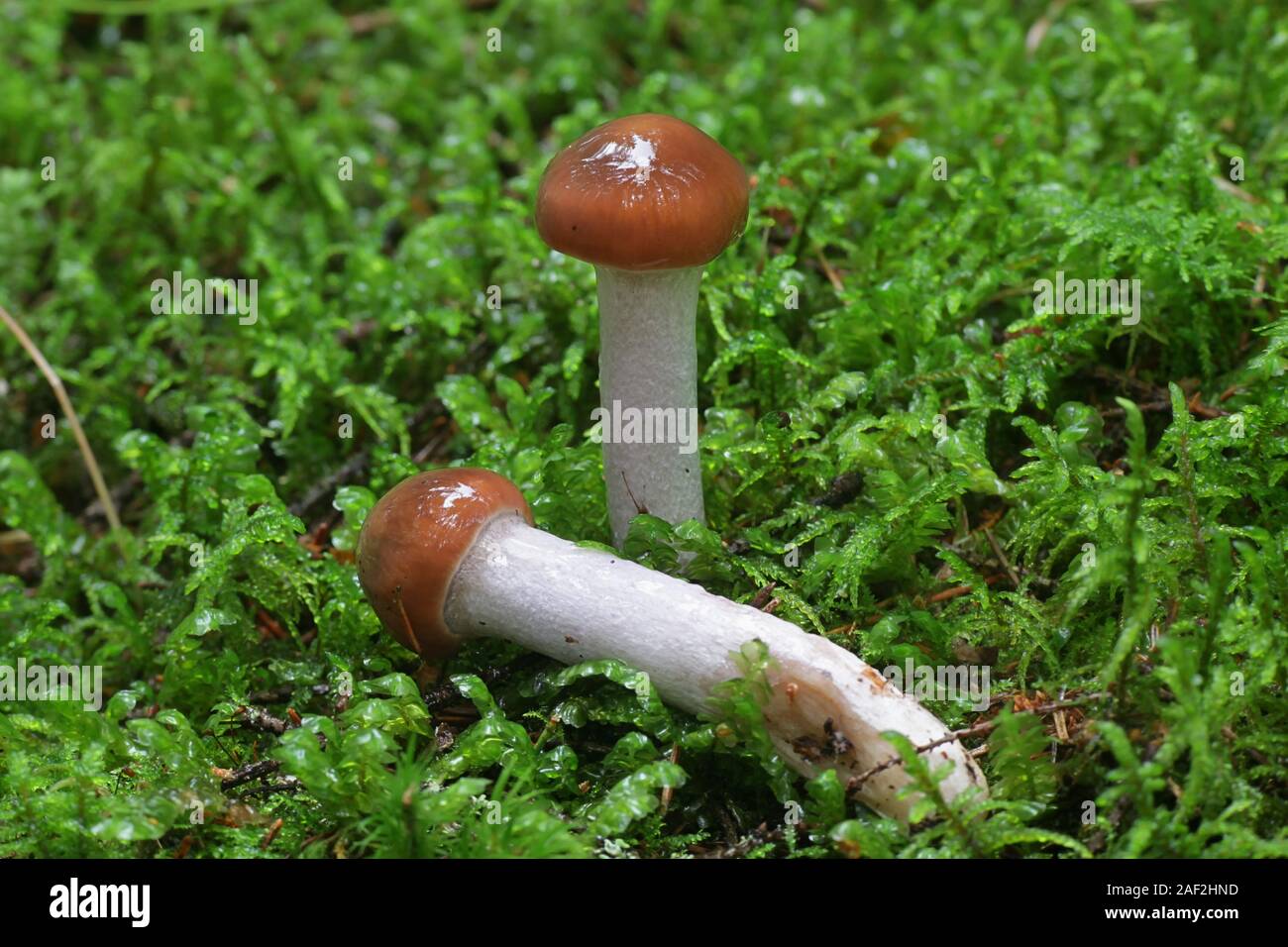 Champignon violet Banque de photographies et d’images à haute ...