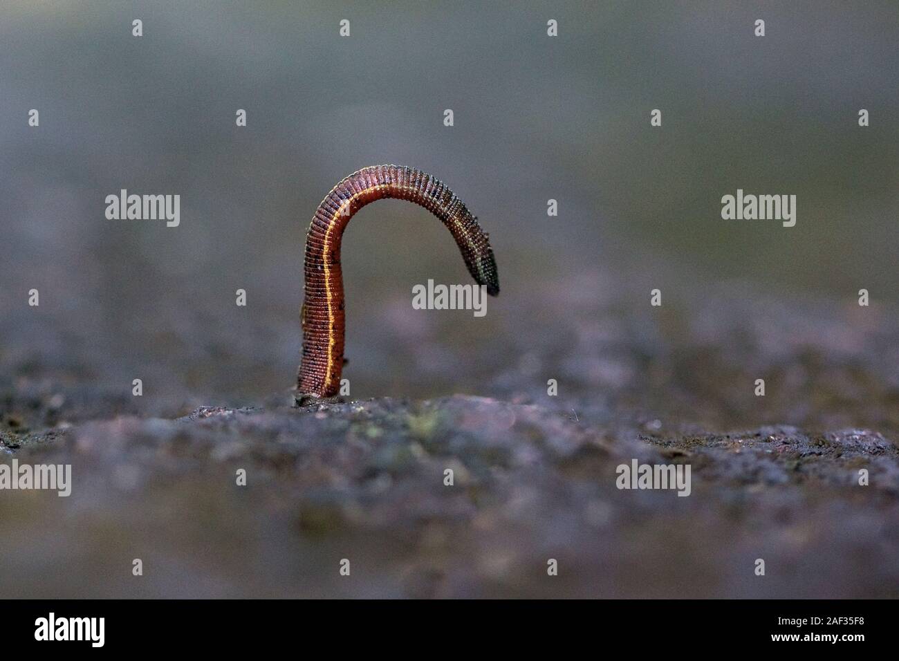 Sangsue hirudinea Banque de photographies et d’images à haute ...