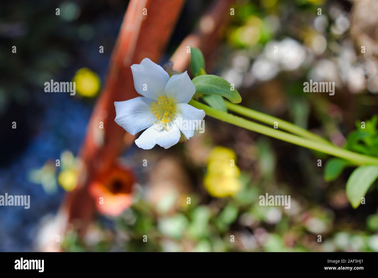 Rosa sempervirens evergreen rose Banque de photographies et d’images à ...