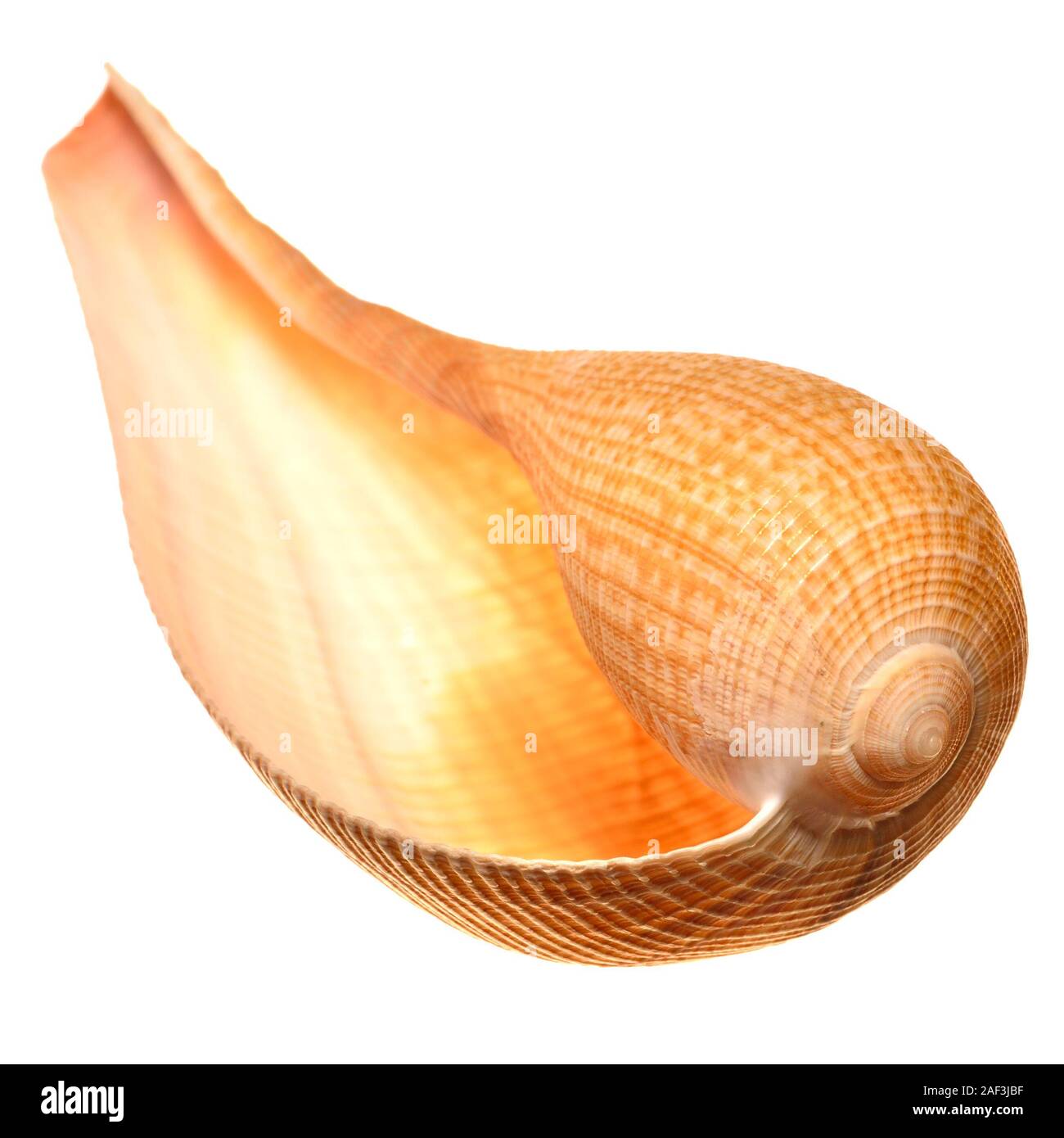 Ficus gracilis Banque de photographies et d’images à haute résolution ...